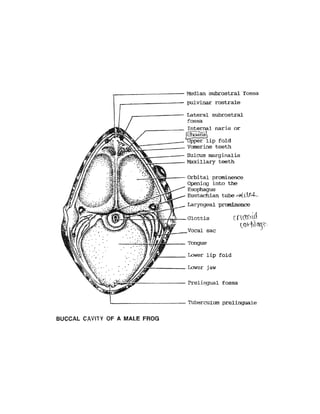 Atlas of the From | PDF