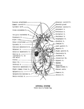 Atlas of the From | PDF