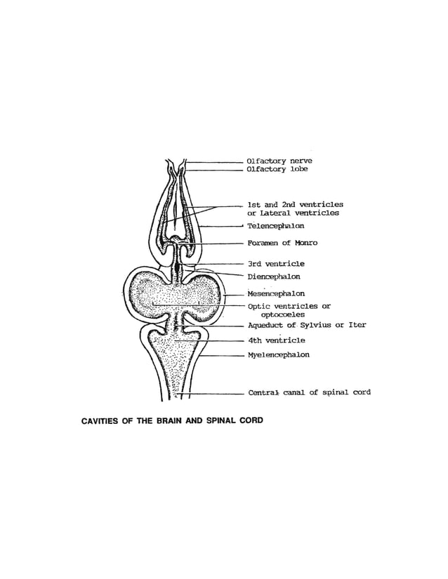 Atlas of the From | PDF