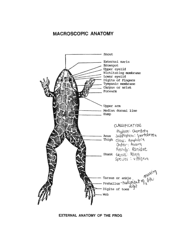 Atlas Vertebra Of Frog
