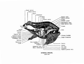 Atlas Vertebra Of Frog