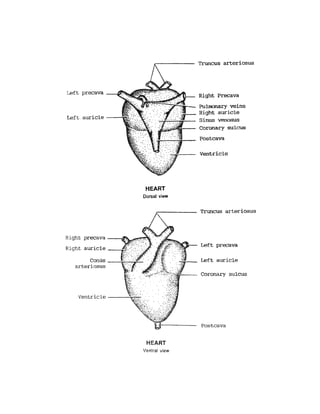 Atlas Vertebra Of Frog