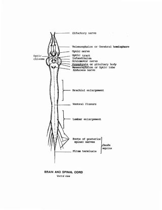 Atlas Vertebra Of Frog