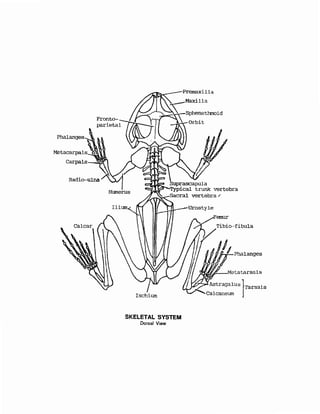 Atlas Vertebra Of Frog