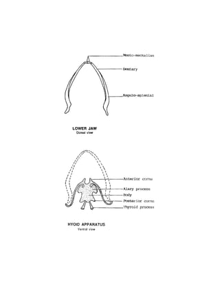 Atlas Vertebra Of Frog