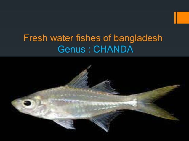 Chanda fish(chanda nama) | PPTX | Fish and Aquariums | Pets