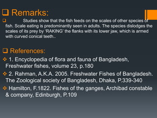 Chanda fish(chanda nama) | PPTX