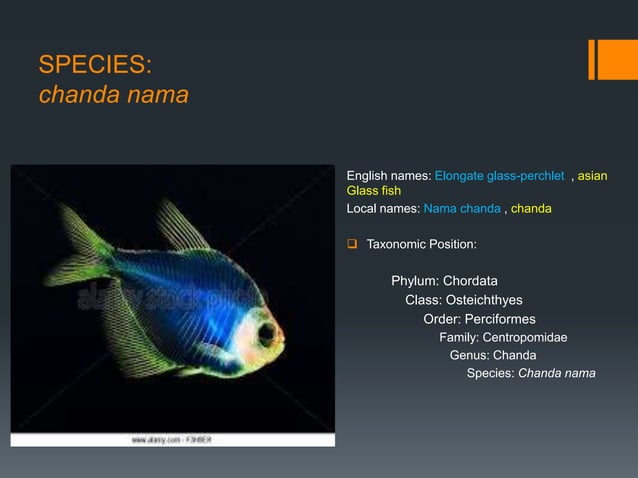 Chanda fish(chanda nama) | PPTX | Fish and Aquariums | Pets