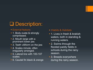 Chanda fish(chanda nama) | PPT