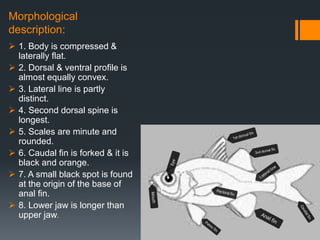 Chanda fish(chanda nama) | PPT