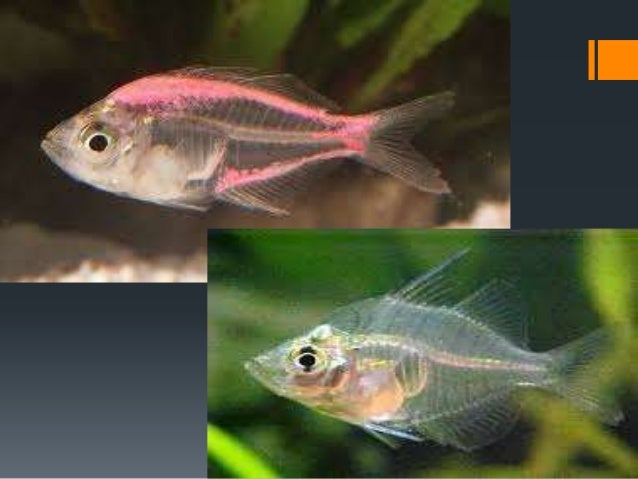 Chanda fish(chanda nama)