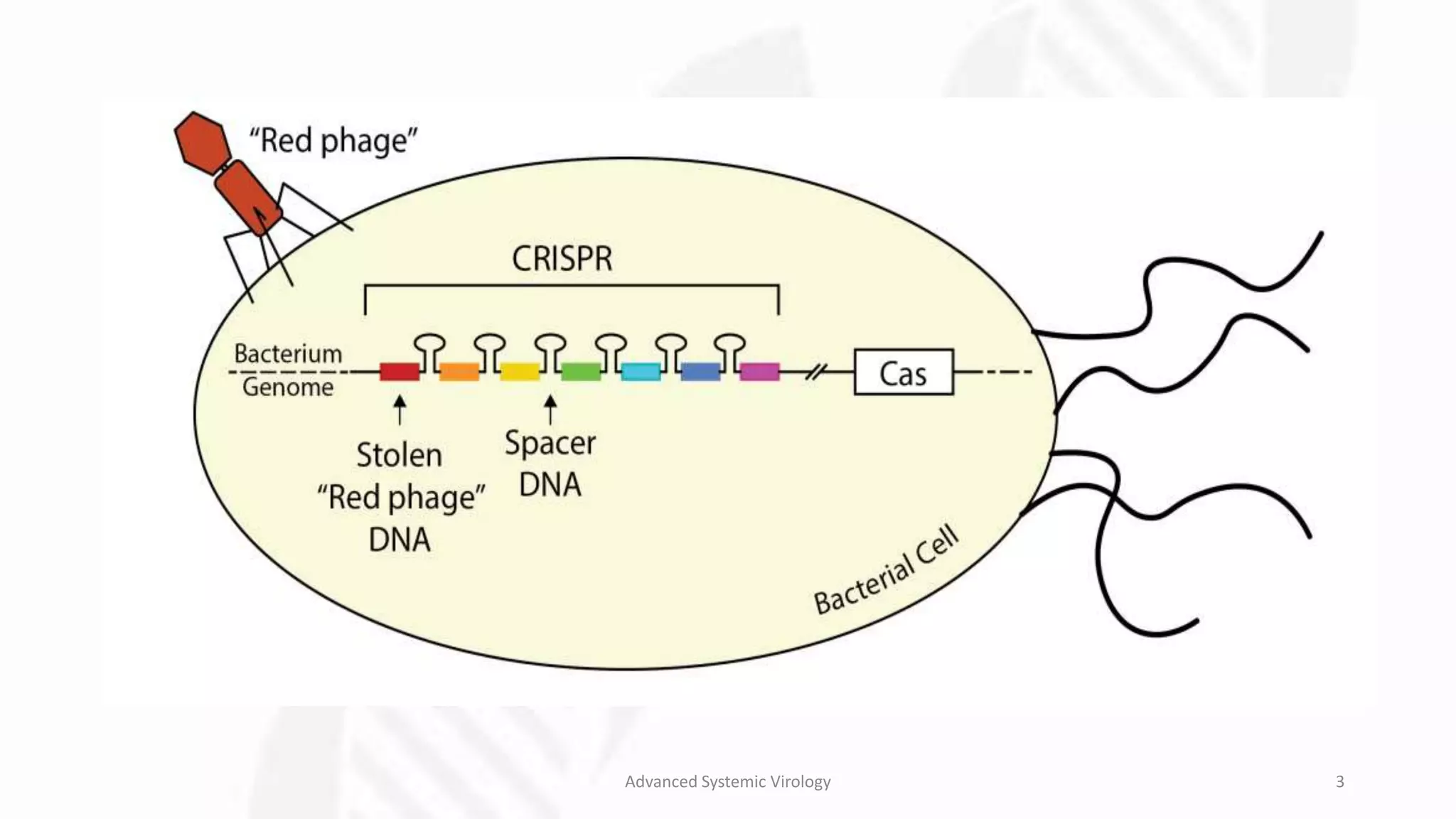 CRISPR-Cas system | PPTX