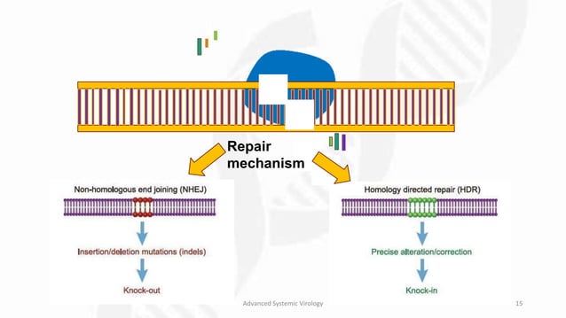 CRISPR-Cas system | PPTX