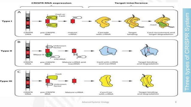 CRISPR-Cas system | PPTX