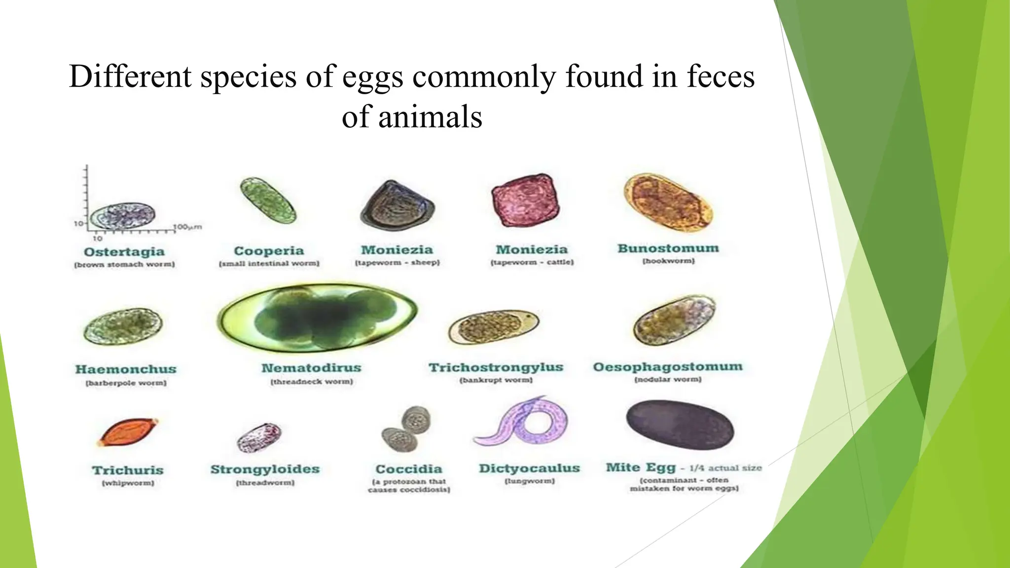 faecal examination sedimentation menthod | PPT