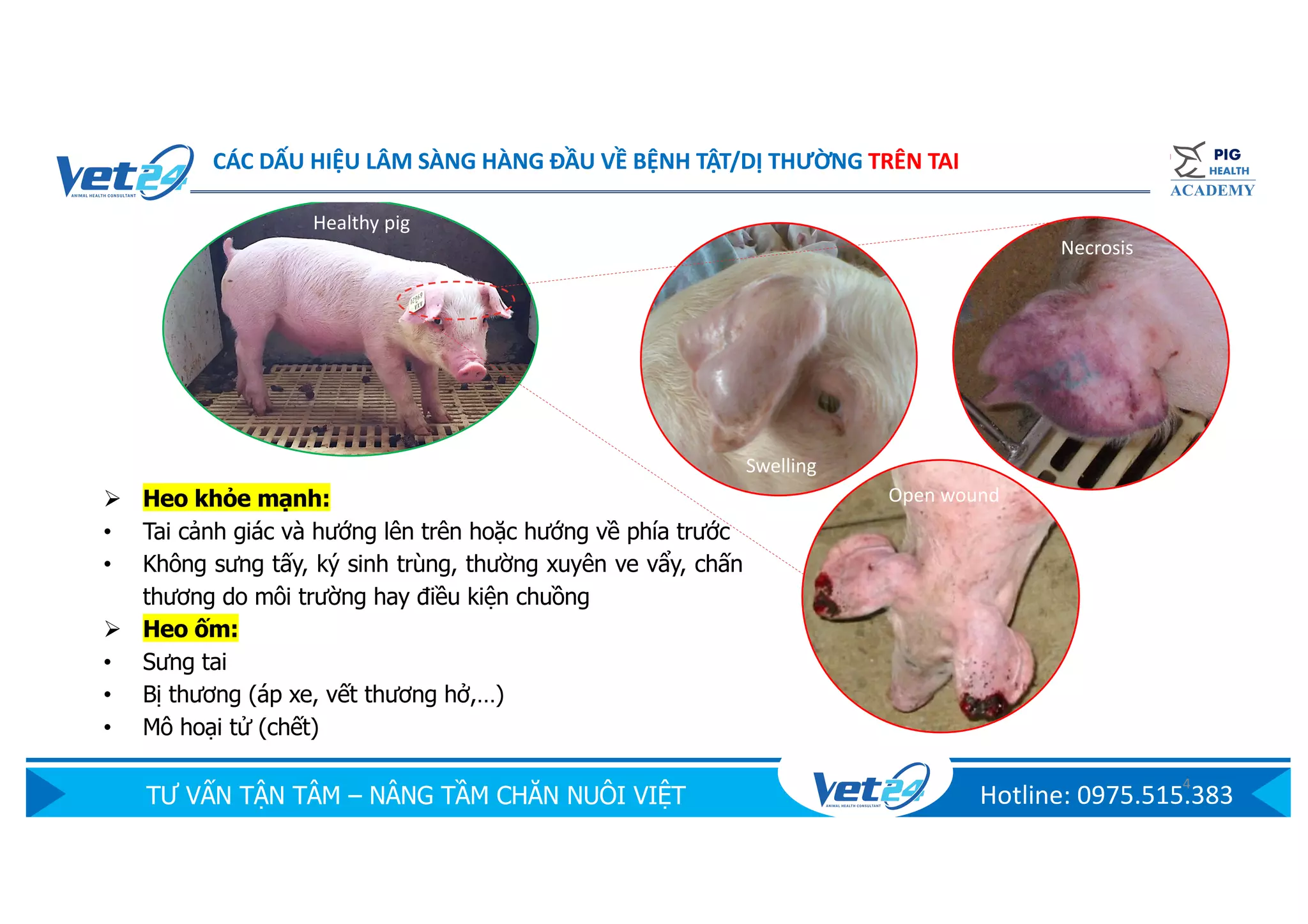 Chan doan Nhan biet heo om.pdf