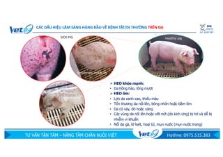 Chan doan Nhan biet heo om.pdf