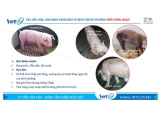 Chan doan Nhan biet heo om.pdf