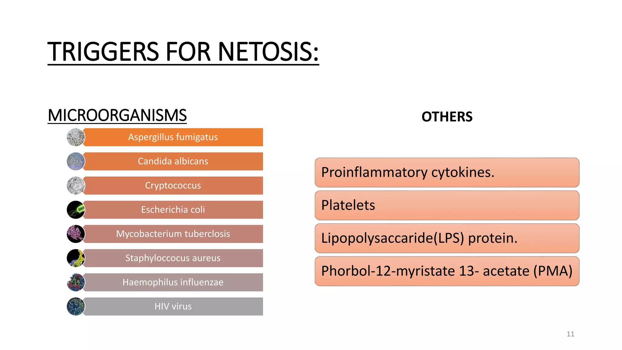 ROLE OF NETosis IN PATHOLOGICAL AND TOXICOLOGICAL CONDITIONS. | PPTX