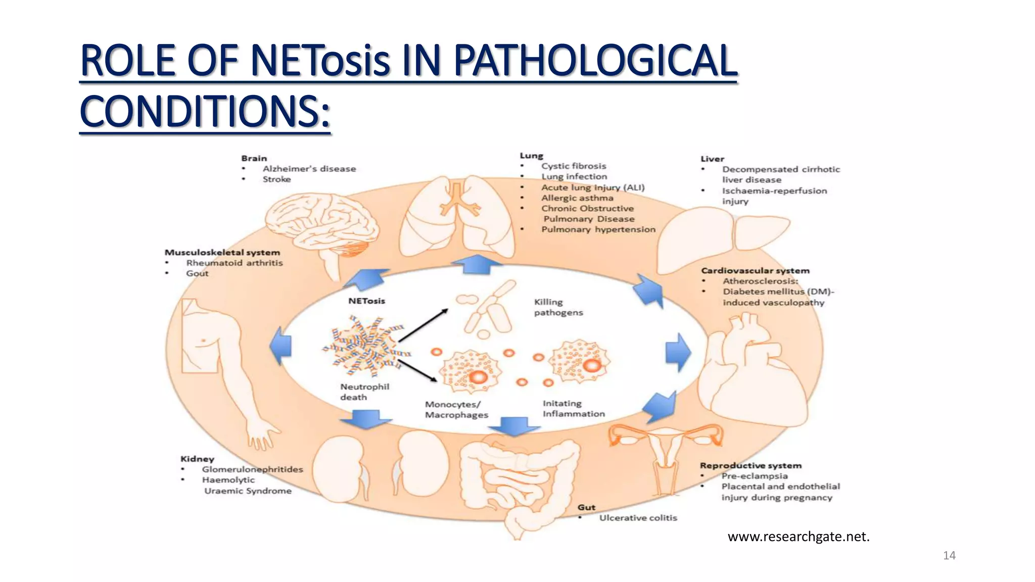 ROLE OF NETosis IN PATHOLOGICAL AND TOXICOLOGICAL CONDITIONS. | PPTX