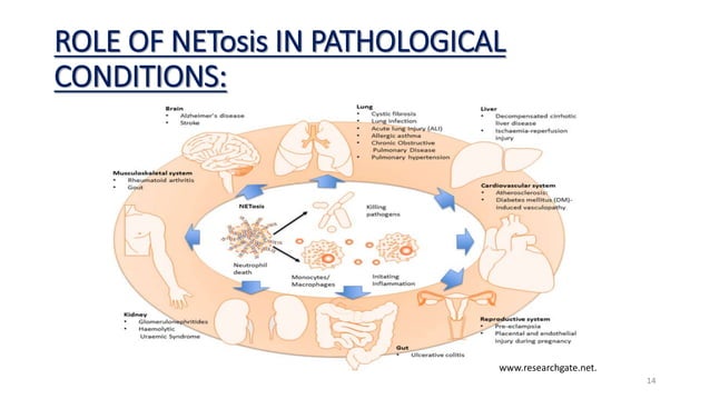 ROLE OF NETosis IN PATHOLOGICAL AND TOXICOLOGICAL CONDITIONS. | PPTX ...