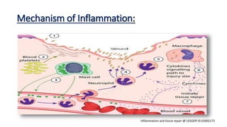 ROLE OF NETosis IN PATHOLOGICAL AND TOXICOLOGICAL CONDITIONS. | PPTX