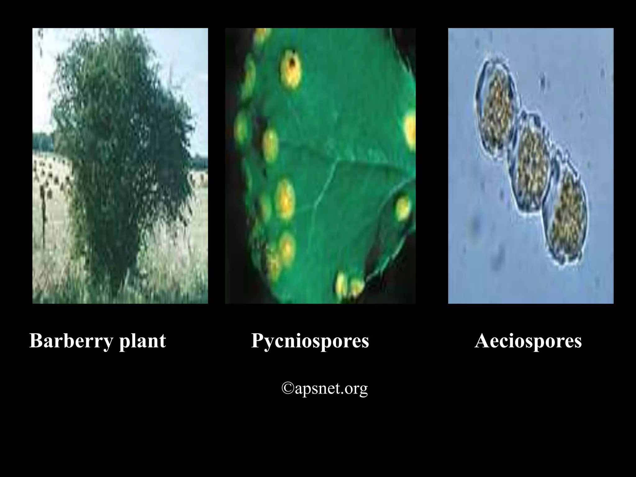 Black stem rust of wheat | PPTX