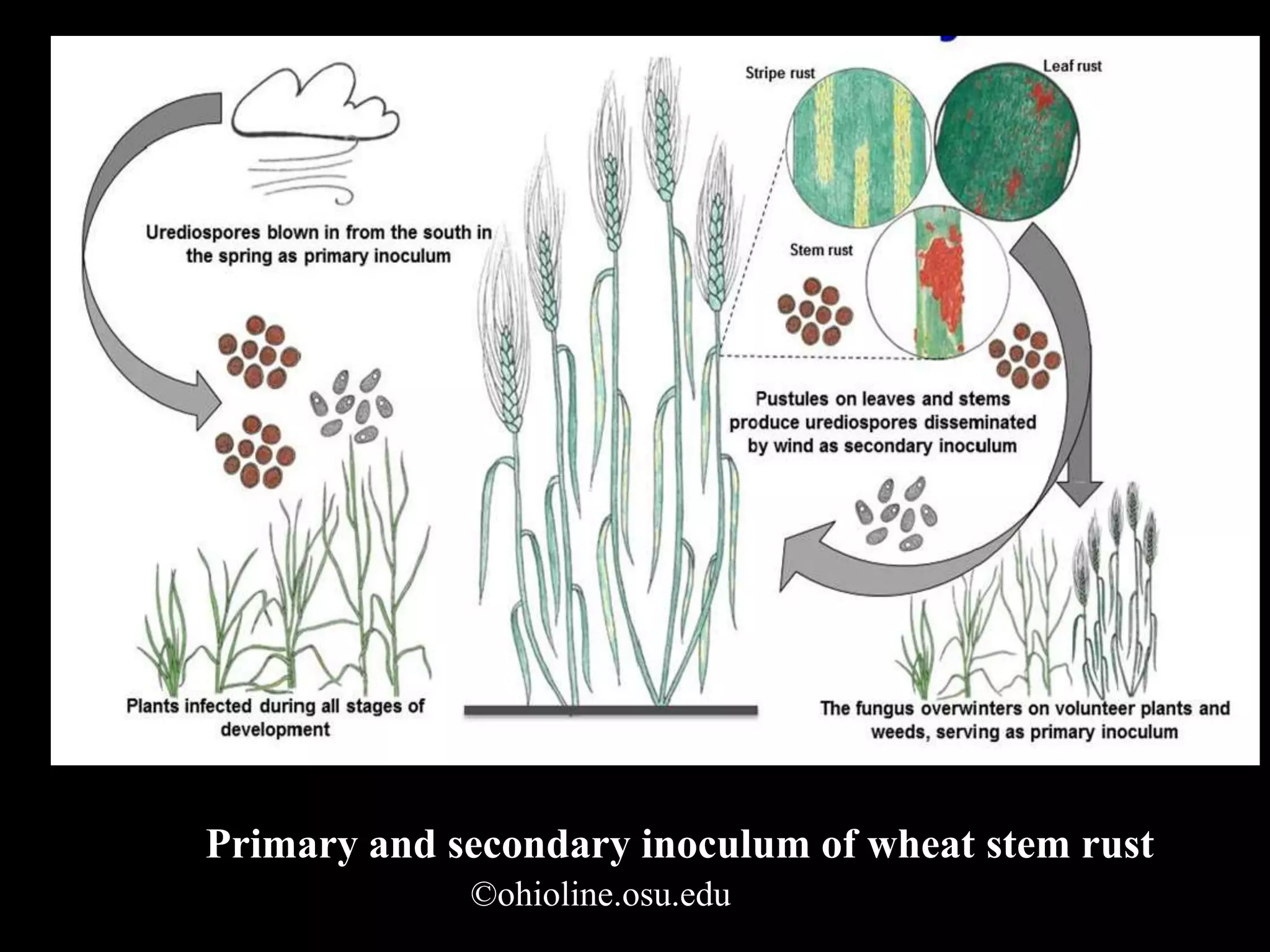 Black stem rust of wheat | PPTX