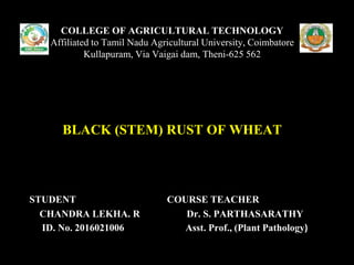 Black stem rust of wheat | PPTX