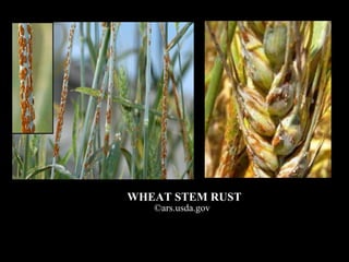 Black stem rust of wheat | PPTX