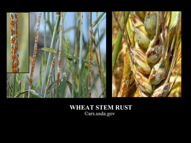 Black stem rust of wheat | PPTX