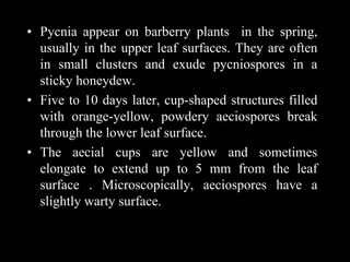Black stem rust of wheat | PPTX