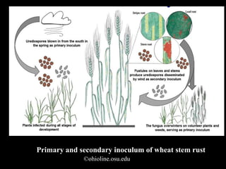 Black stem rust of wheat | PPTX