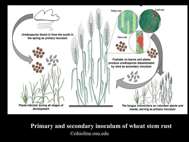 Black stem rust of wheat | PPTX