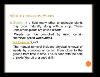 Crop prodiction Ch-1 | PDF | Agriculture | Industries
