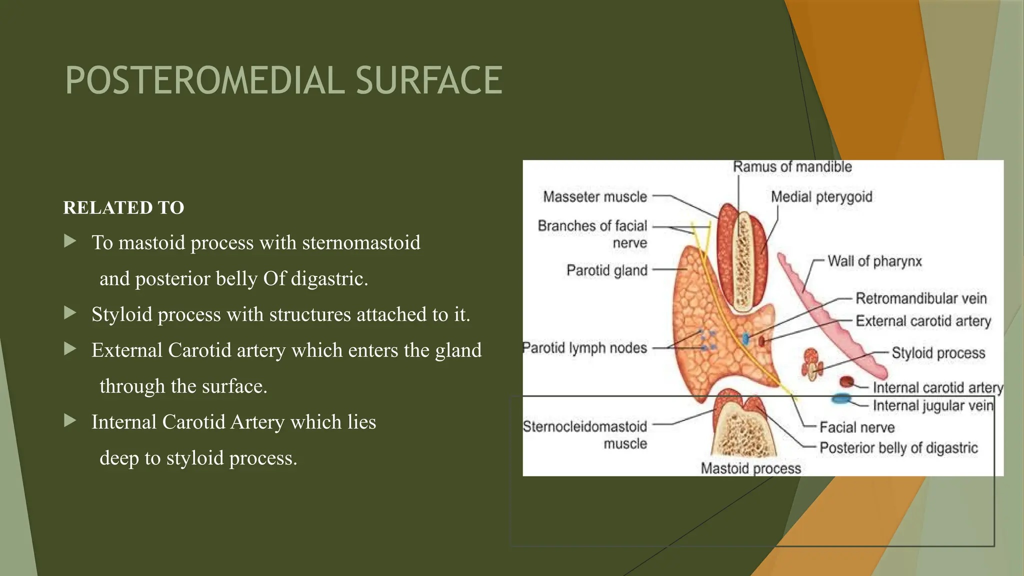 SALIVARY GLANDS, general surgery....pptx