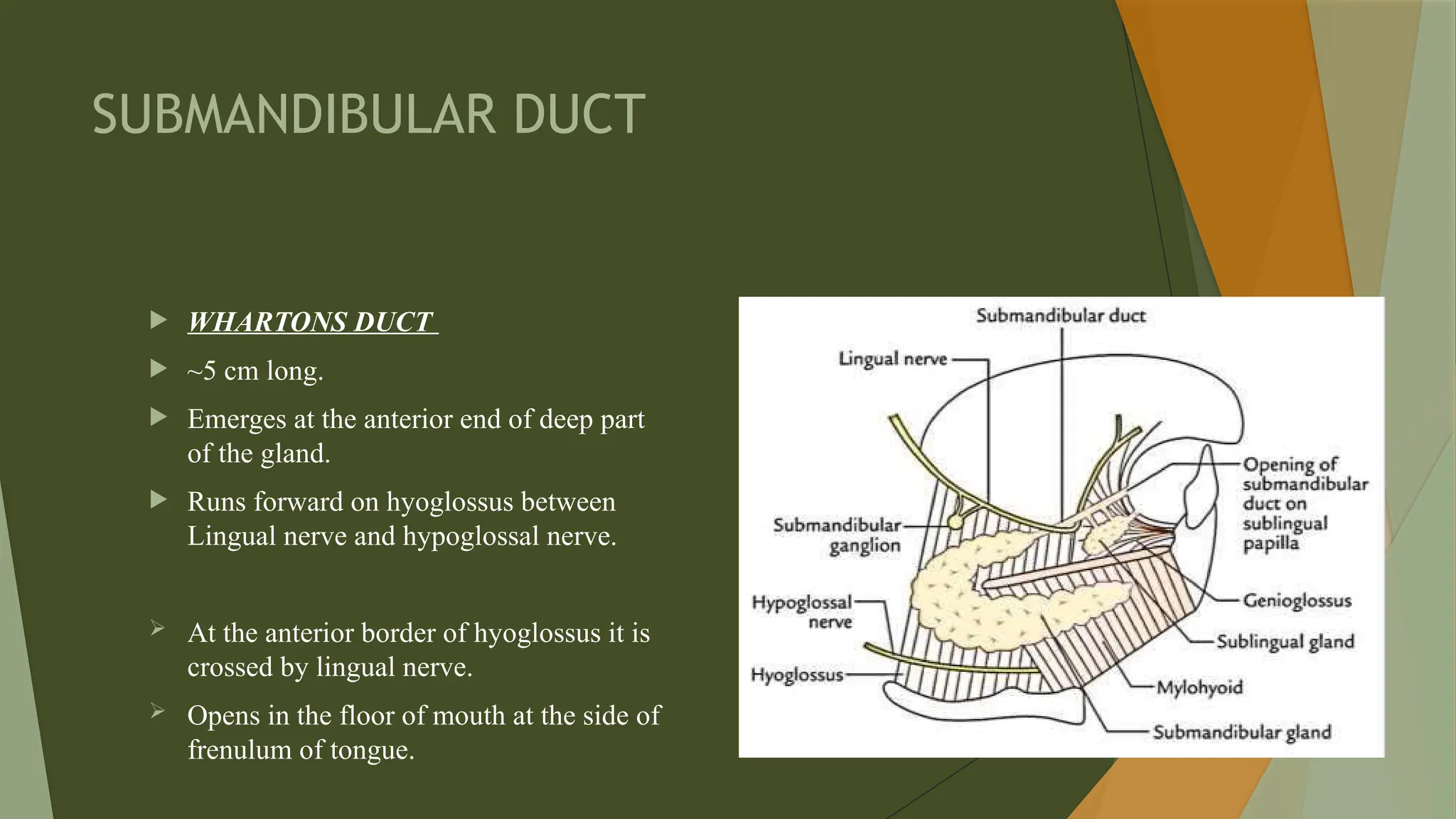 SALIVARY GLANDS, general surgery....pptx