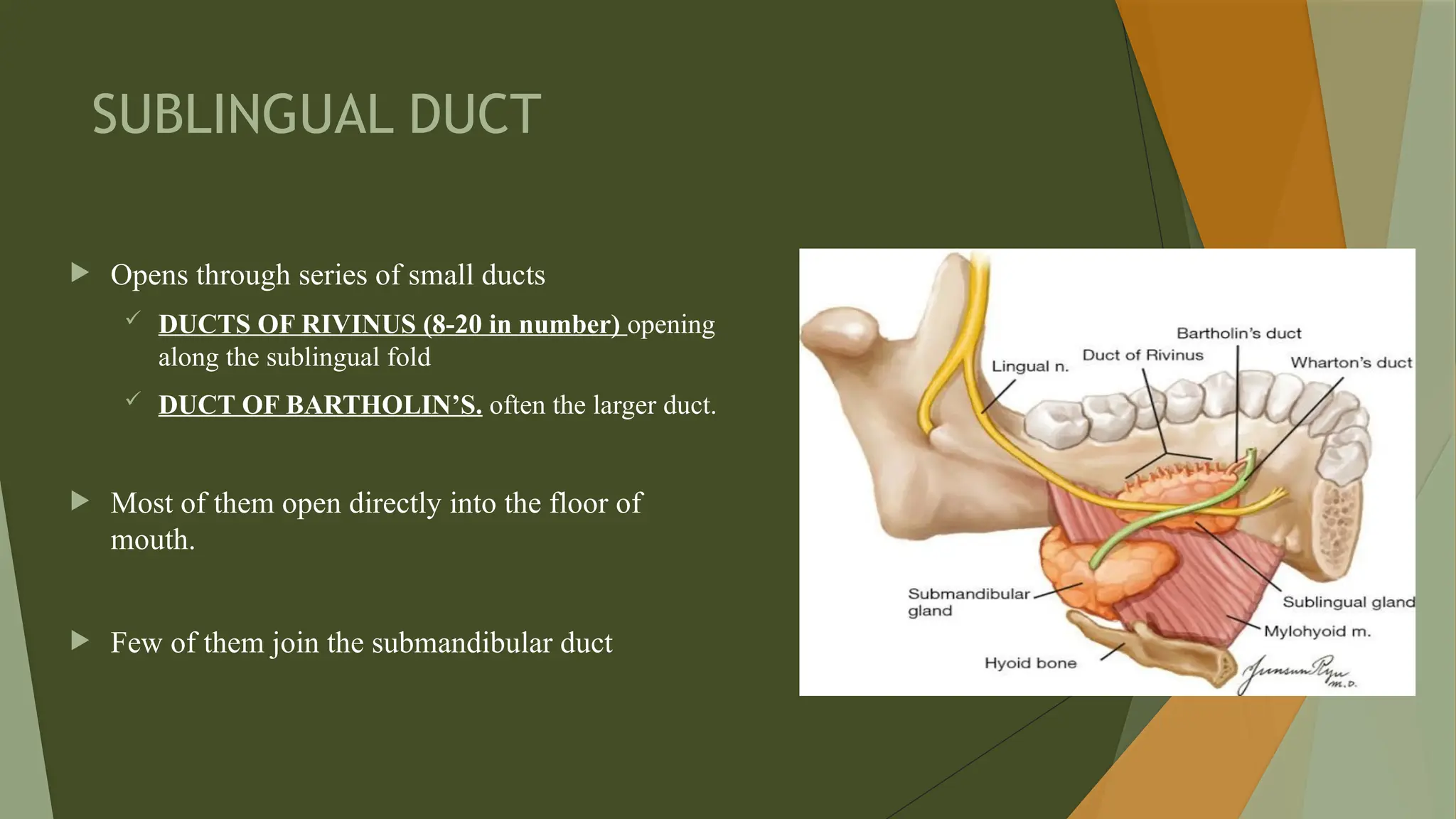SALIVARY GLANDS, general surgery....pptx
