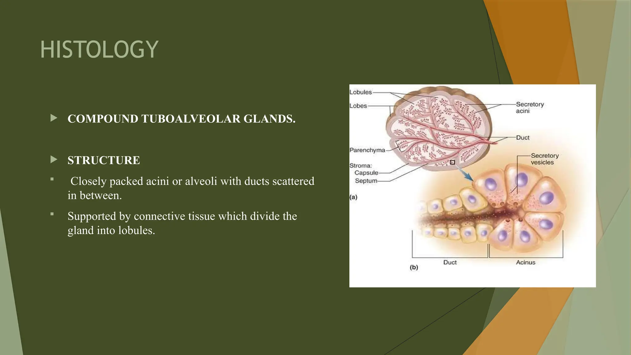 SALIVARY GLANDS, general surgery....pptx