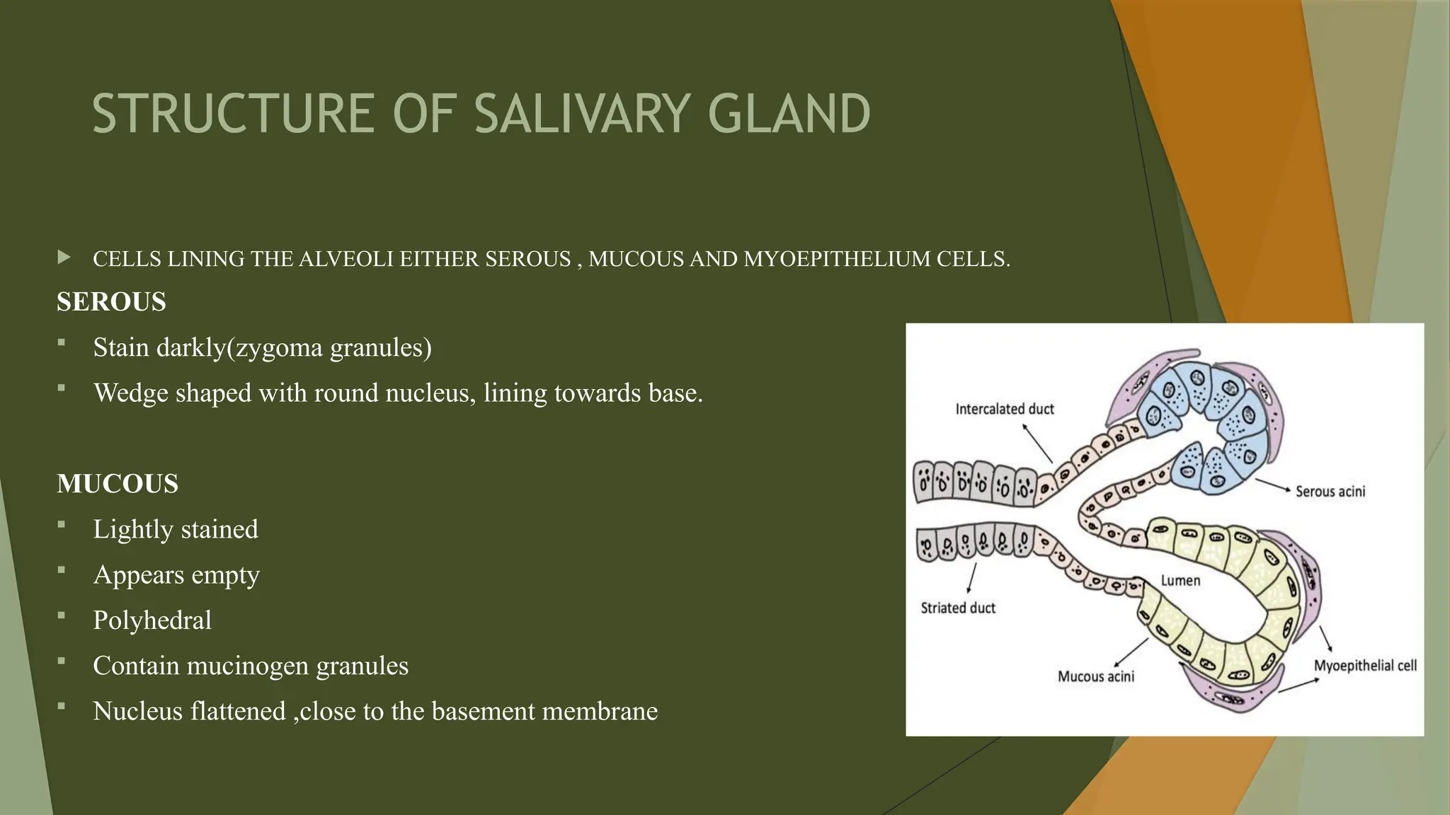 SALIVARY GLANDS, general surgery....pptx