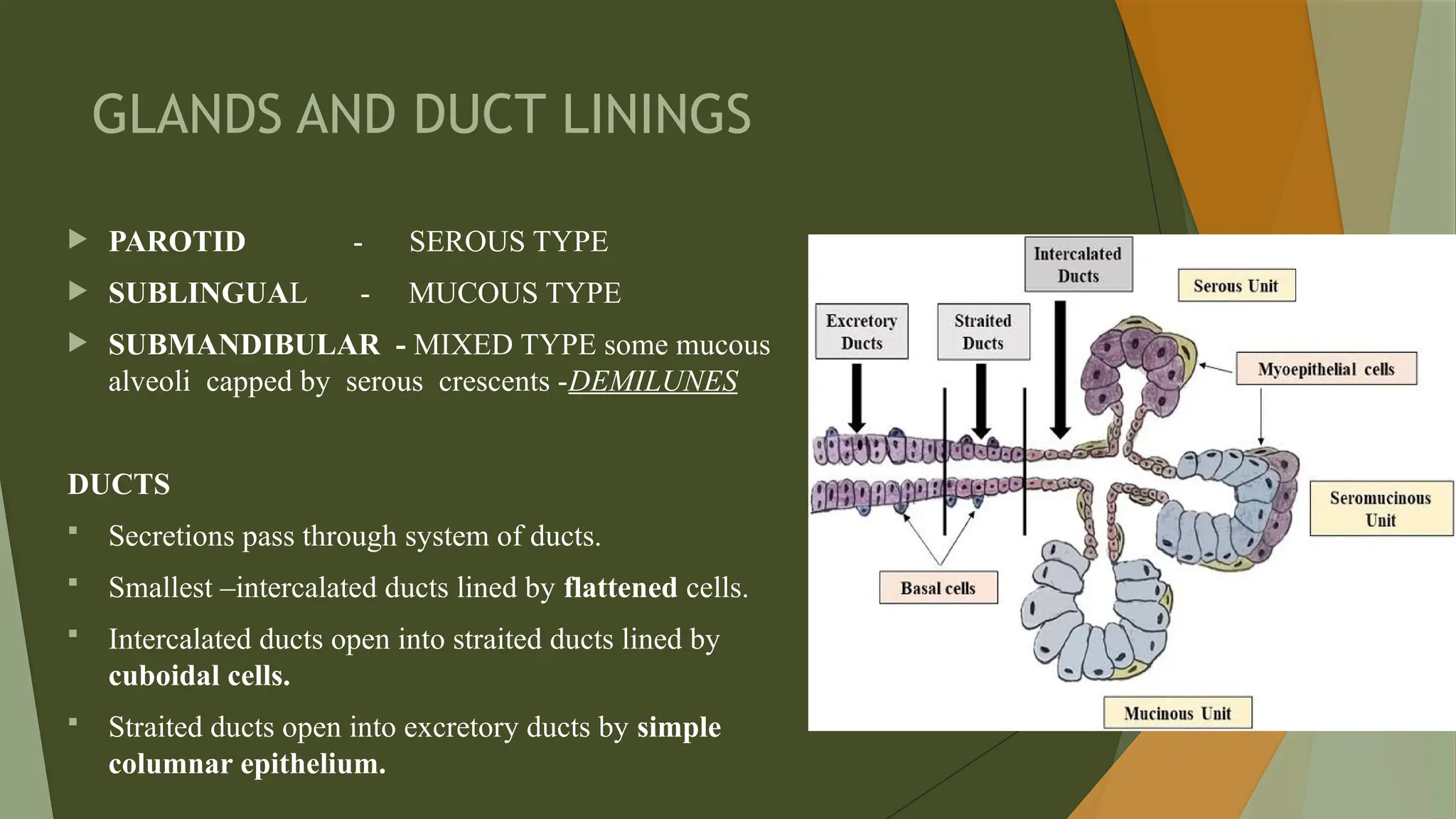 SALIVARY GLANDS, general surgery....pptx
