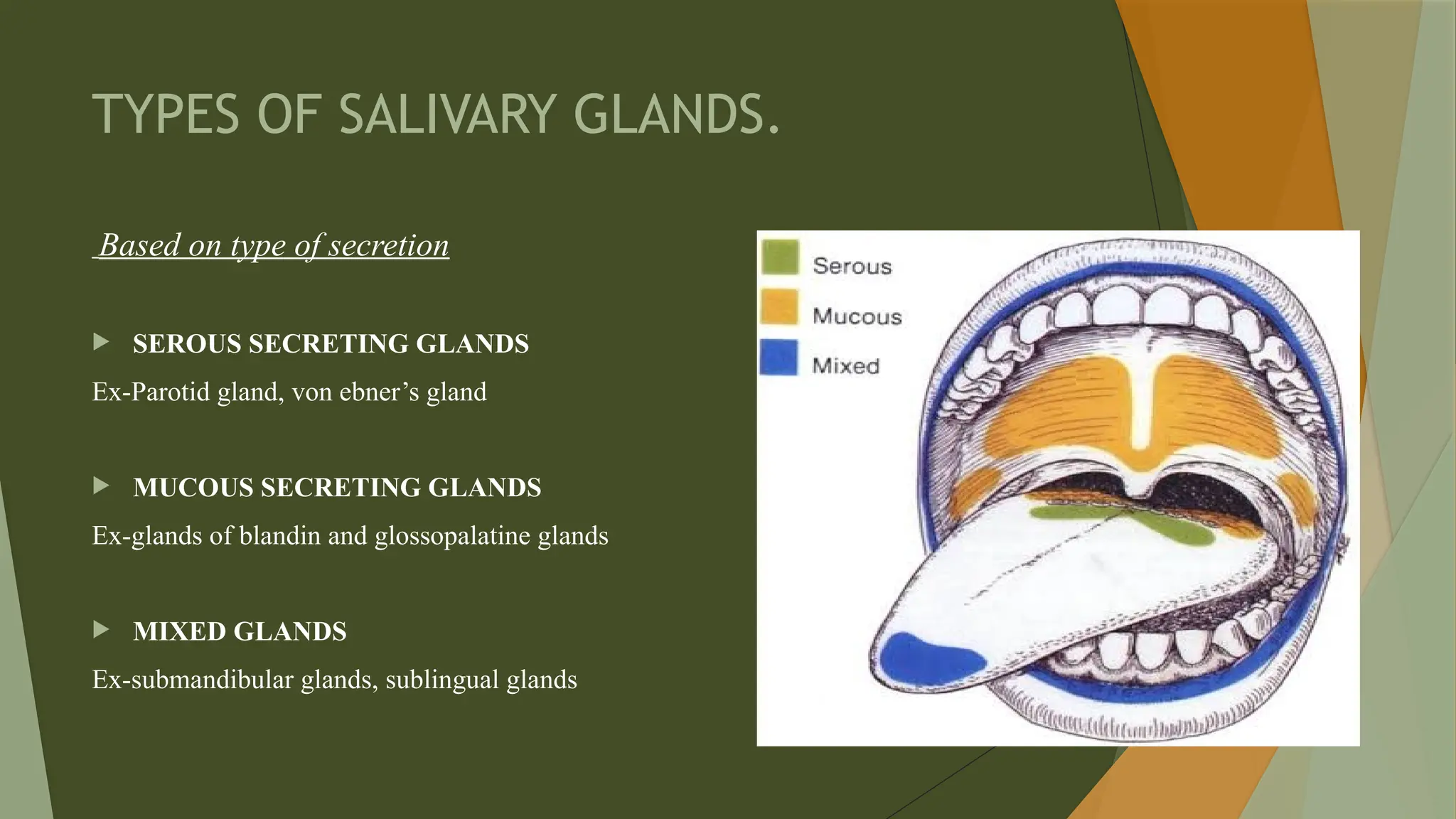 SALIVARY GLANDS, general surgery....pptx