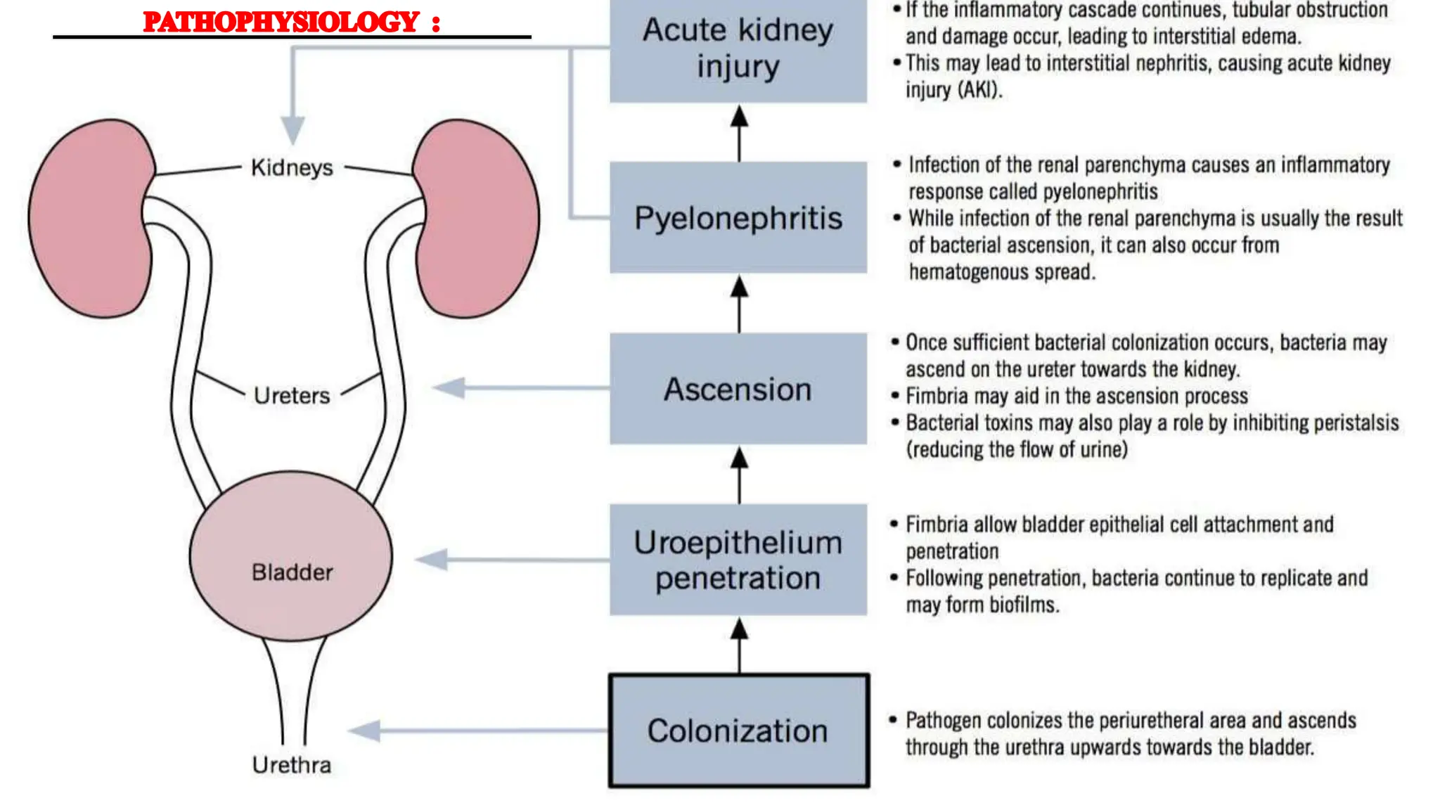 Urinary tract infections-(UTI) pptx slide share | PPTX