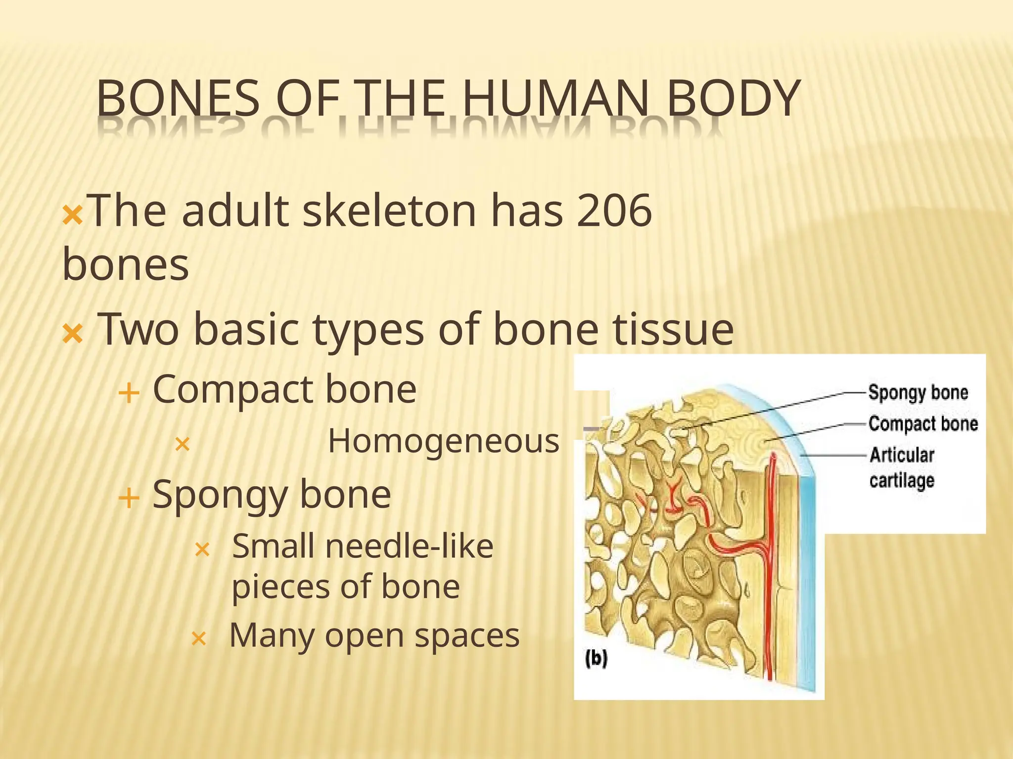 chandu skeletal of human body presentation.pptx