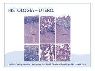 Histología De Trompas útero Y Ovarios Pptx