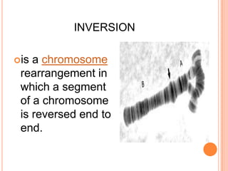 Change in structure of chromosomes ( sy, claire & ropal, roravelle) | PPT