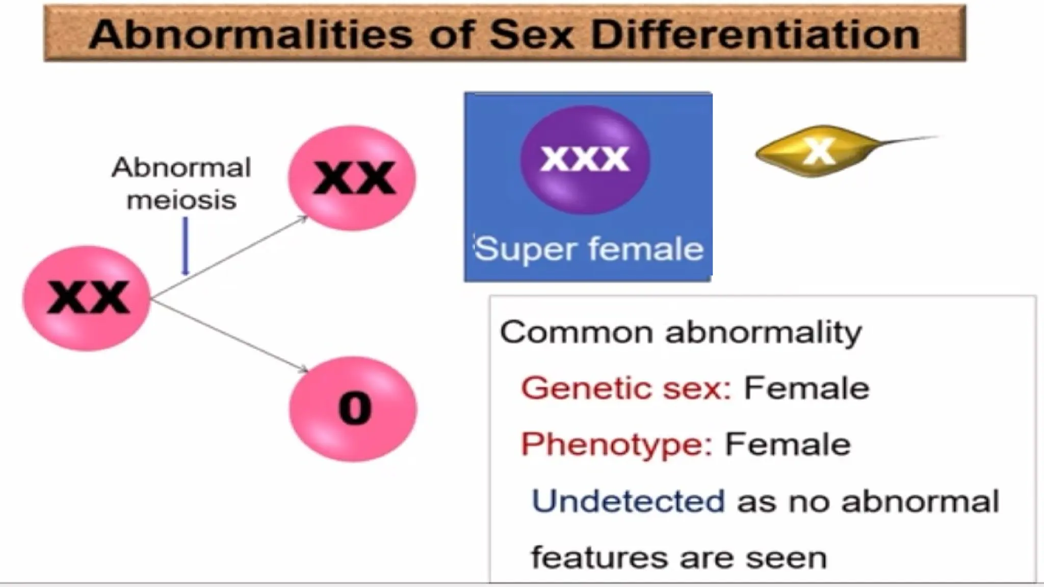 Changes During Pregnancy & Puberty and Sex Determination ...