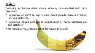 Changes during ripening of banana and sapota | PPTX