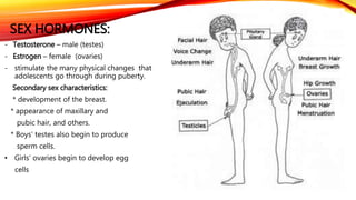 Adolescence Physical Changes