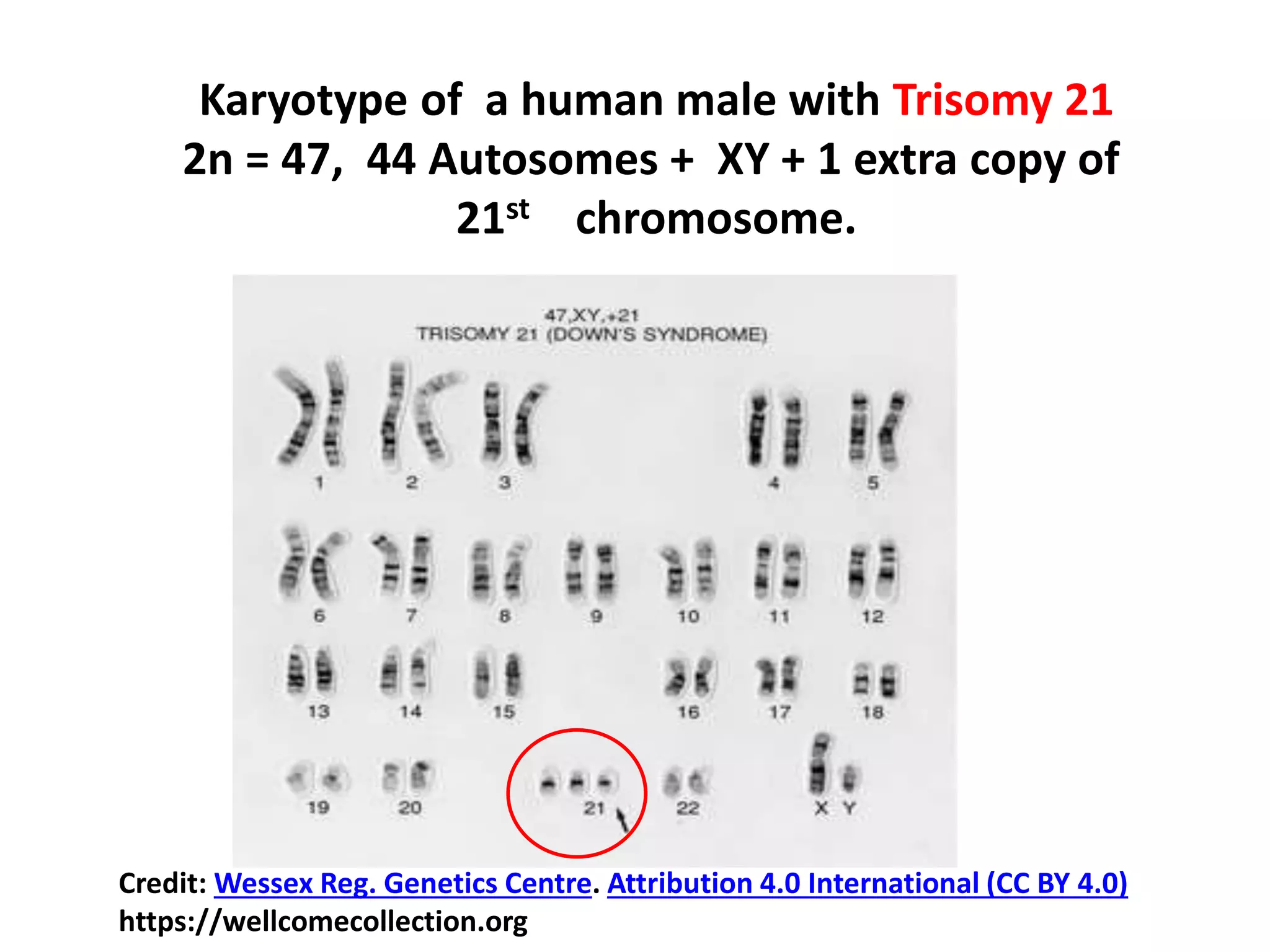 Changes In Number And Structure Of Chromosomes SMG | PPTX